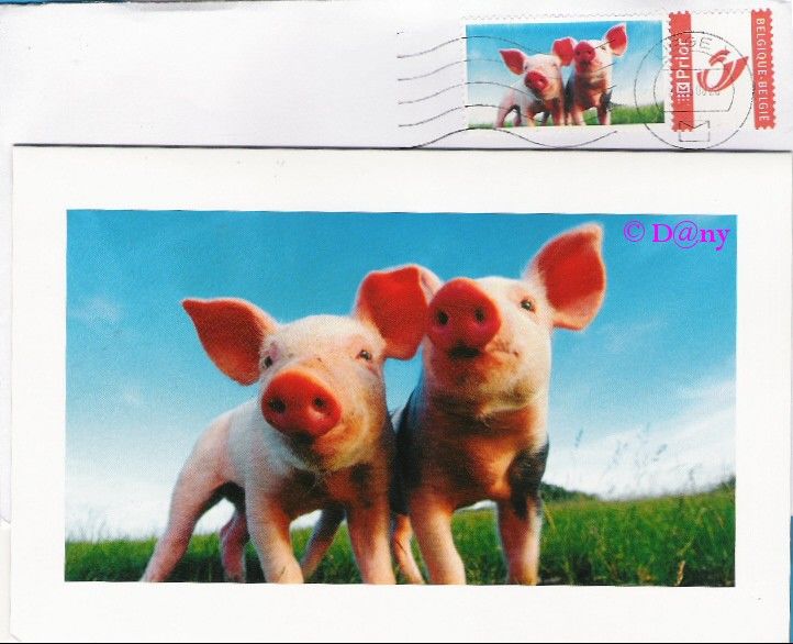Cochons mes cartes postales - Page 5
